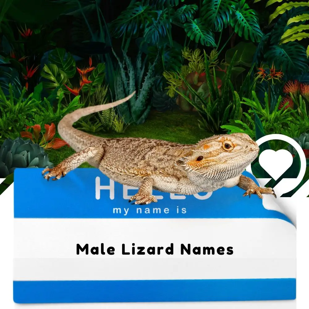Male Lizard Names 2024 I Love IT male-lizard-names-2024-i-love-it
