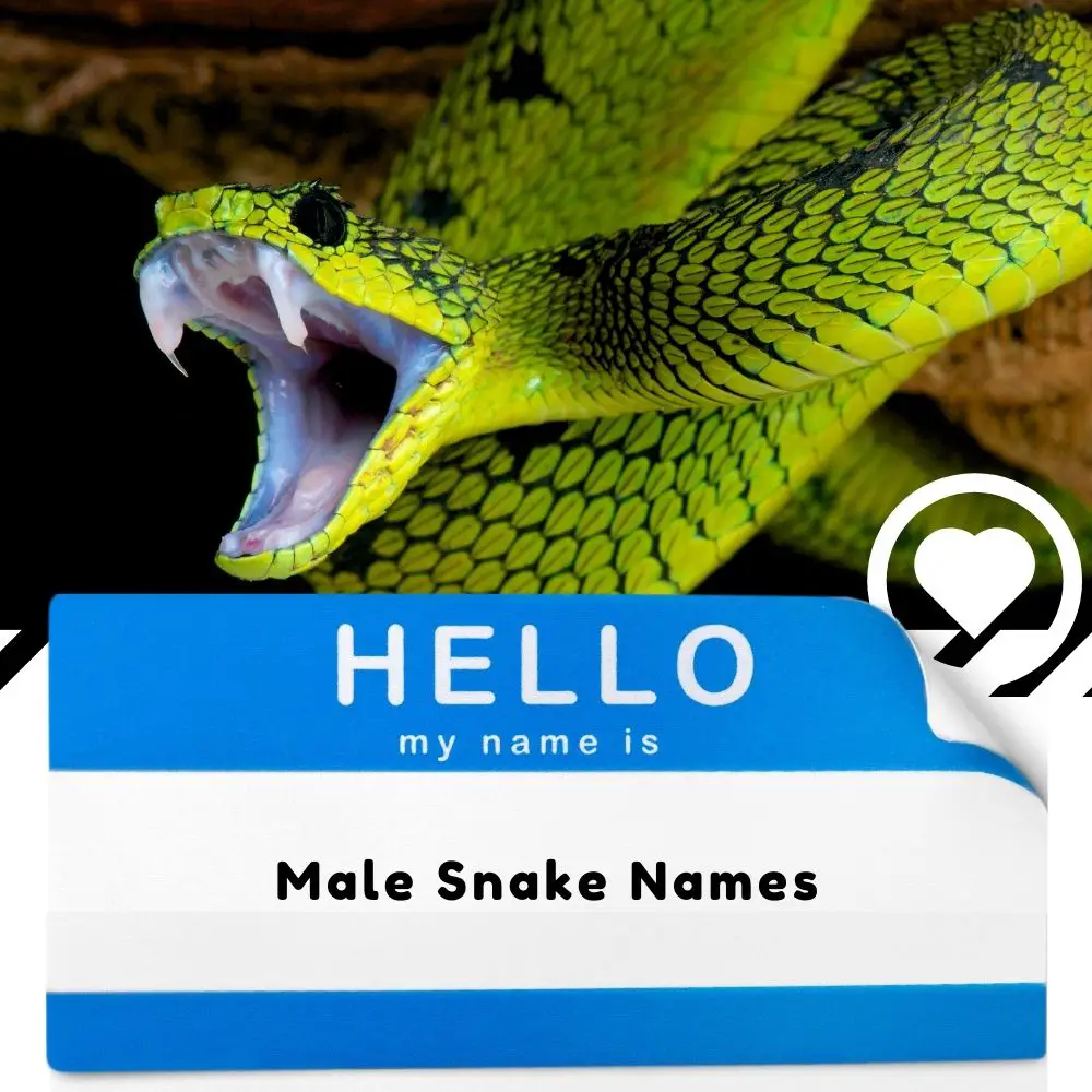 Male Snake Names 2024 I Love IT male-snake-names-2024-i-love-it