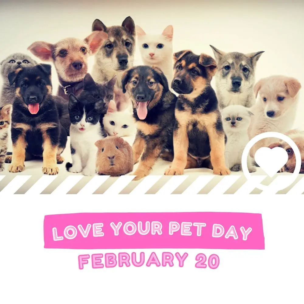 Love Your Pet Day (2026) - I Love IT