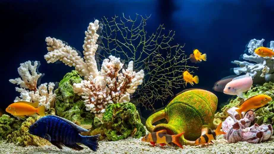 Fishkeeping as a Passion - I Love IT