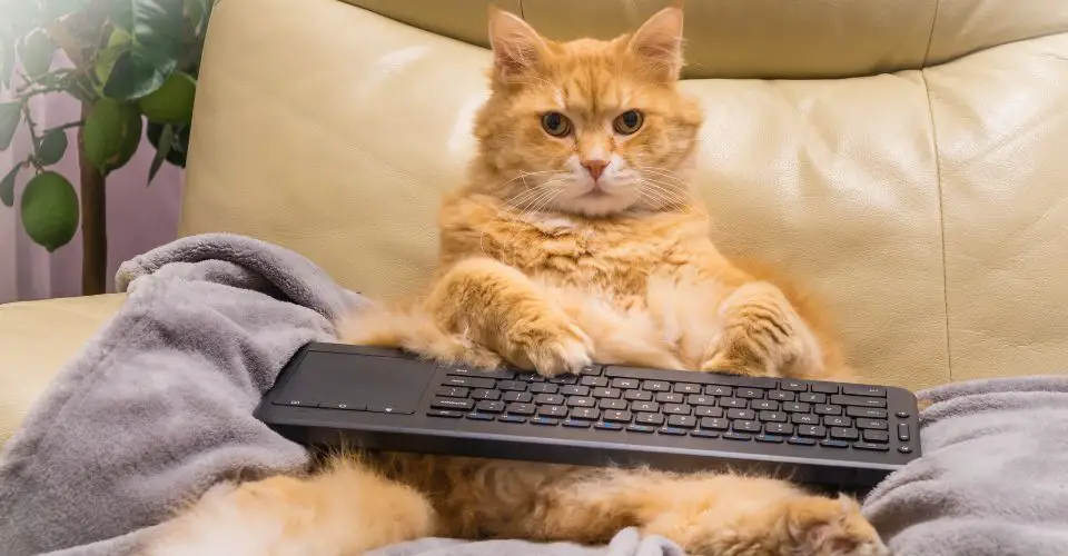 Internet Surfing as a Passion - I Love IT