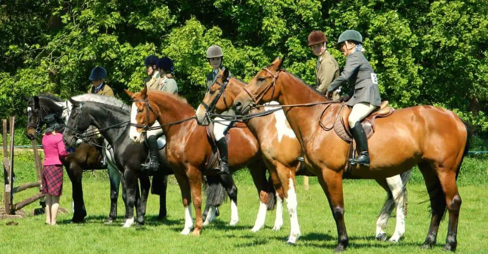 Equestrianism as a Passion - I Love IT