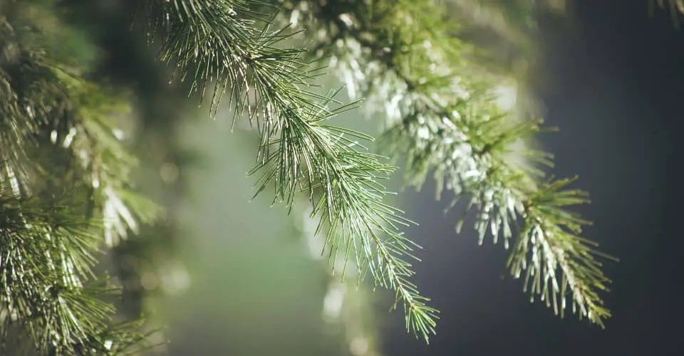 Look for an Evergreen Day (2025) - I Love IT