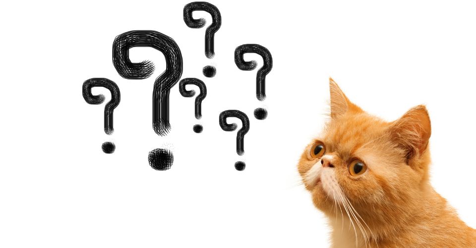 National Answer Your Cat’s Questions Day (2025) - I Love IT