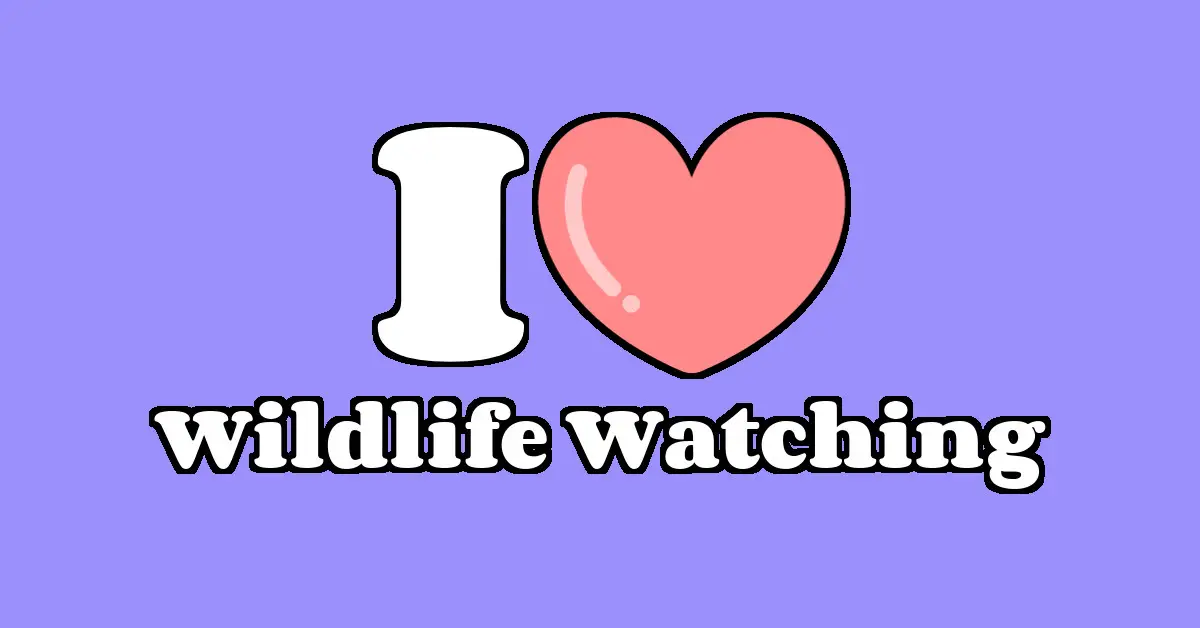 Wildlife Watching as a Passion - I Love IT