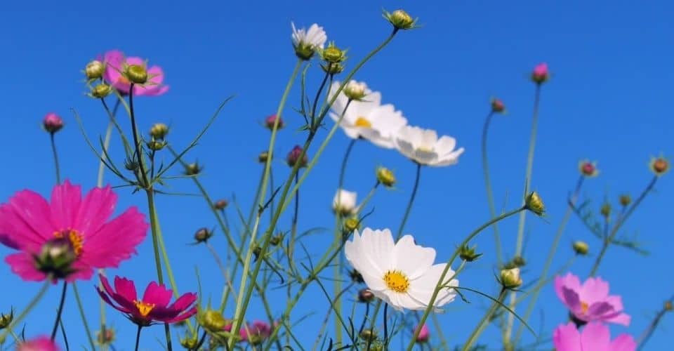 Flowers: 101 [The Beginner's Guide] - I Love IT