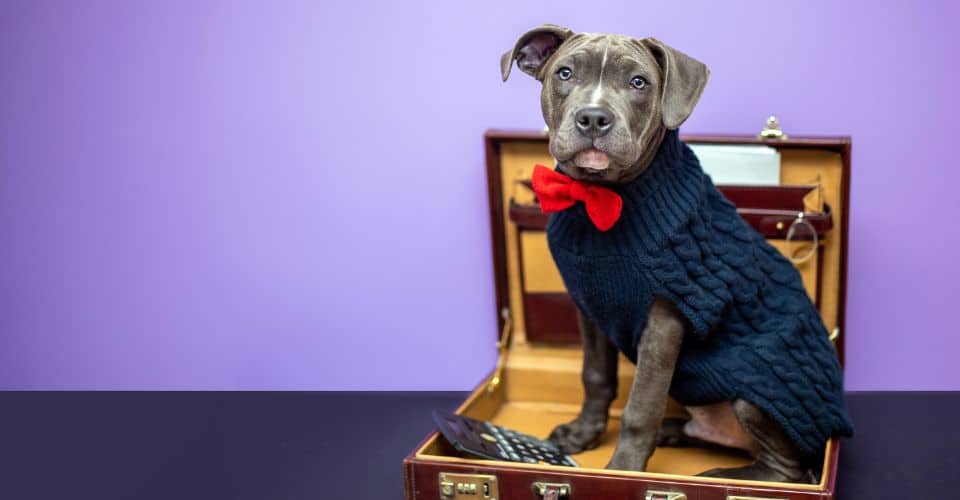 National Work Like A Dog Day (2025) - I Love IT