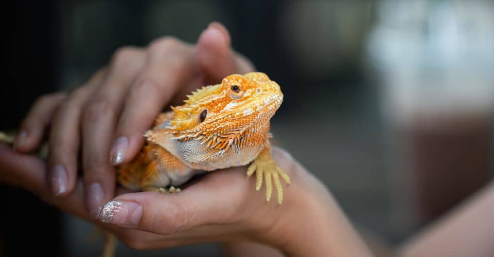 Reptiles: 101 [The Beginner's Guide] - I Love IT